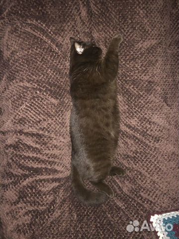 Британский кот
