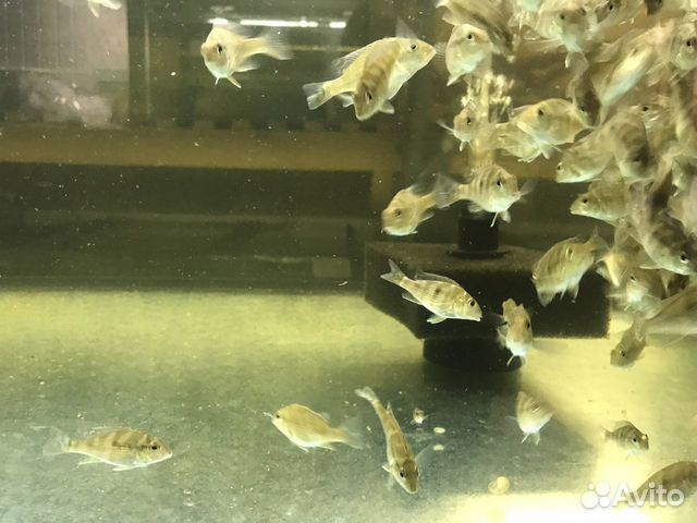 Геофагус красноголовый Тапажос