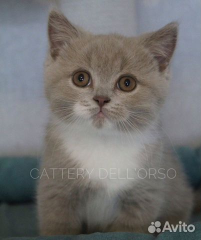 Британская короткошерстная
