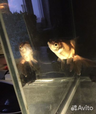 Золотая рыбка