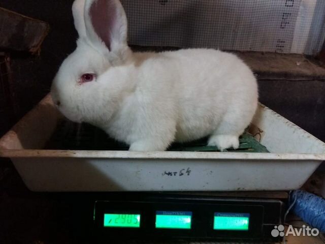 Кролики мясных пород,мясо,копченый кролик