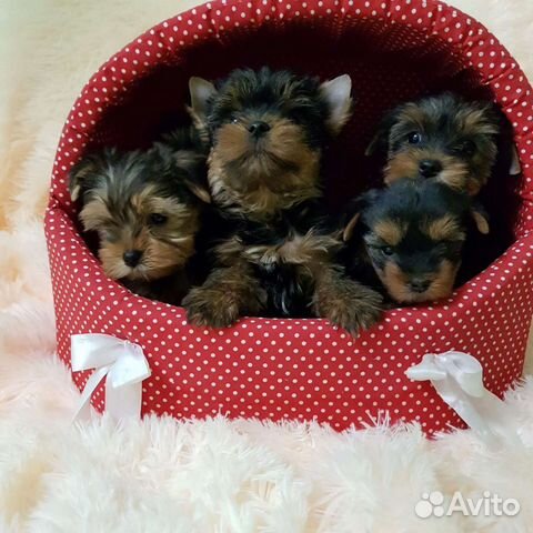 Йоркширский терьер щенки
