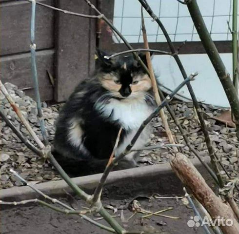 Мальвина - кошечка ищет дом