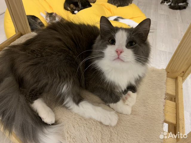 Кошечка Яся