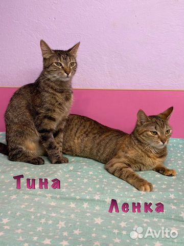 Кошечки-подростки. Вместе или отдельно