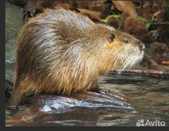 Продаю нутрий