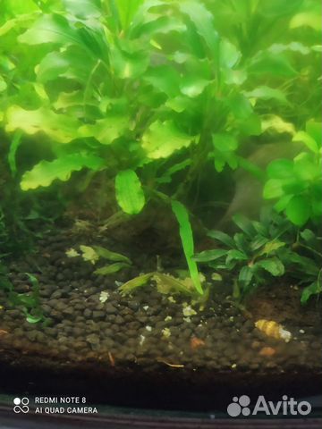 Креветки бабаулти (Caridina babaulti)