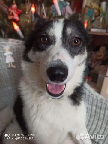 Собака в добрые руки