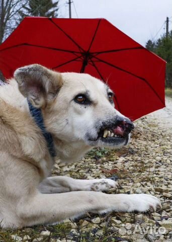 Собака Ася и Белка девочка Рыжий белый