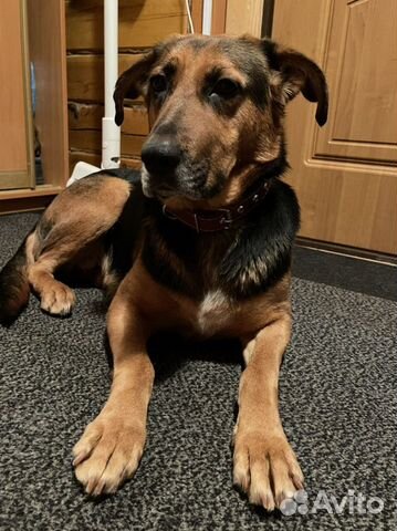 Добрейшая собака