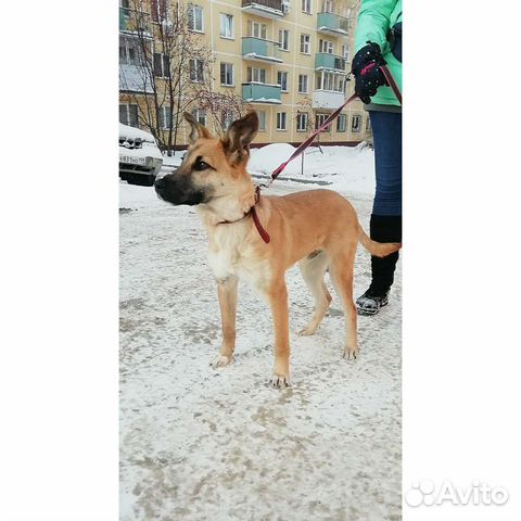Щенок 6 месяцев мальчик