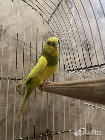 Волнистый попугай с клеткой
