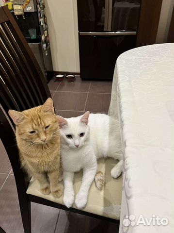 Кошки в добрые руки бесплатно