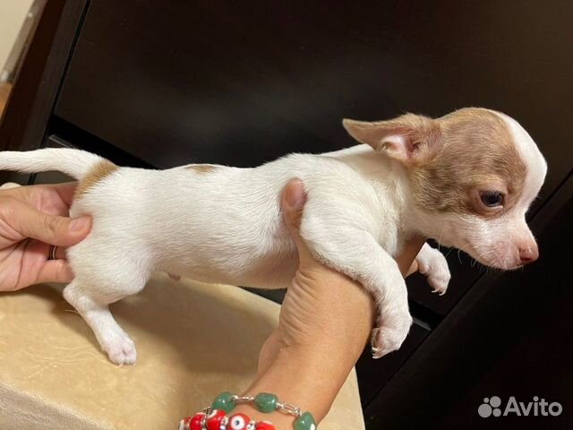 Щенки чихуахуа на продажу