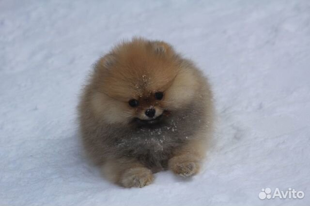 Цвергшпиц.мишка.кукольный мальчик