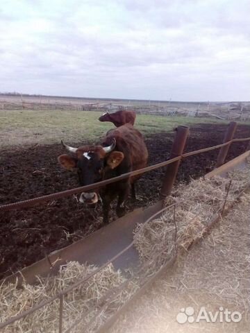 Коровы и телки