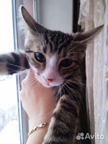 Котенок
