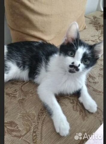 Котёнок ласковый Чаплин белый с чёрным
