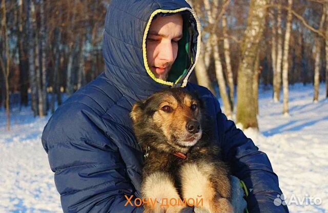 Молодая ласковая нежная собачка ищет дом и семью