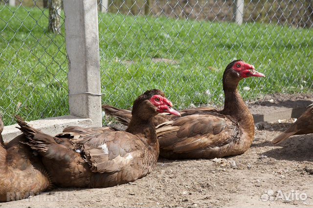 Продажа коричневые индоутки и нутрии