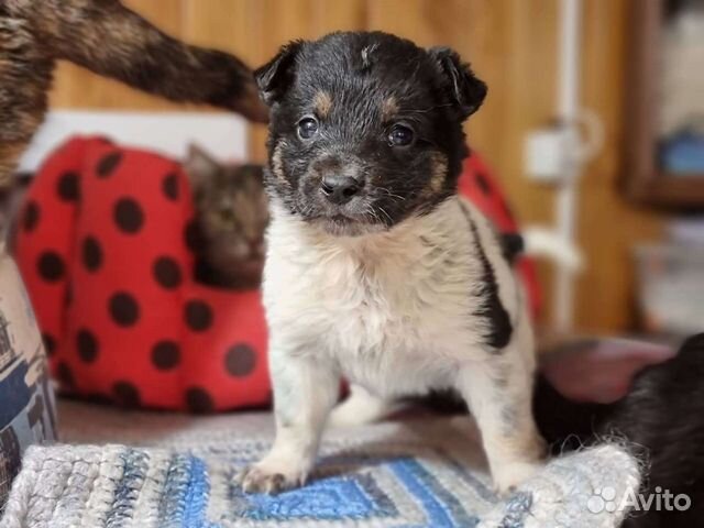 Щенок Дик 1 5 мес