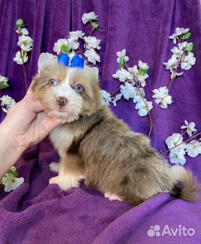 Большой йорк мальчик голубоглазый