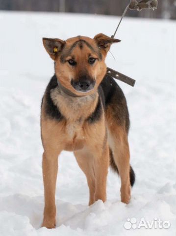 Дружелюбная Синди в добрые руки