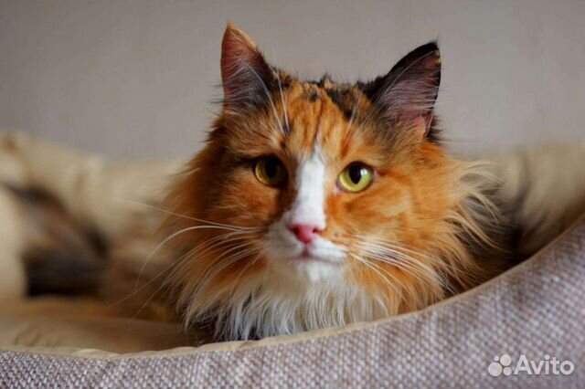 Кошки в добрые руки