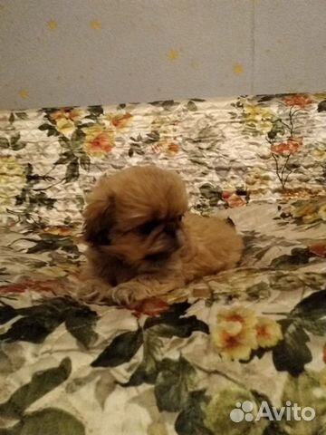 Щенки пикинеса