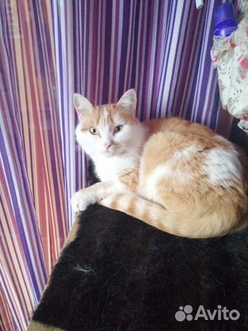 Котик ищет дом