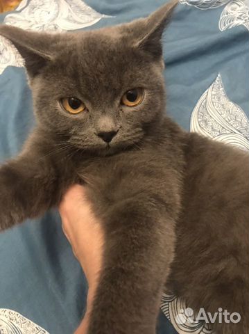 Британская