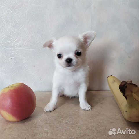 Чихуахуа мини