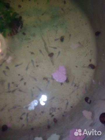 Малек гупешек