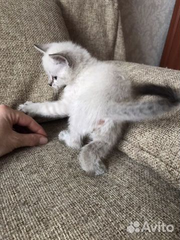 Тайские котята 2 мес