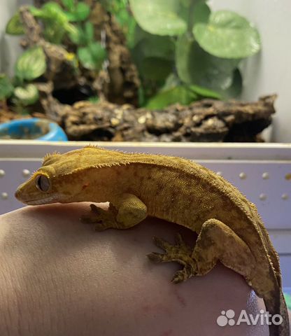 Самка бананоед (в питомцы, без разведения)