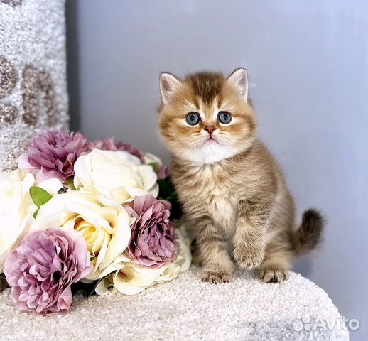 Шотландские котята вислоухие и прямоухие
