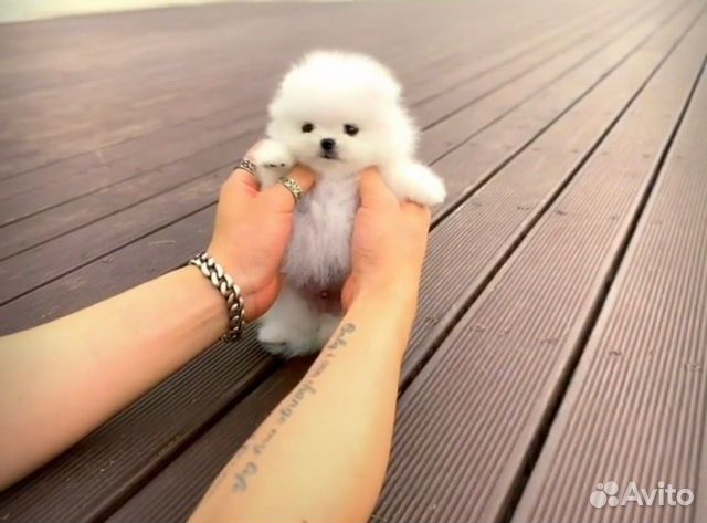 Шпиц померанский супер-мини лапочки