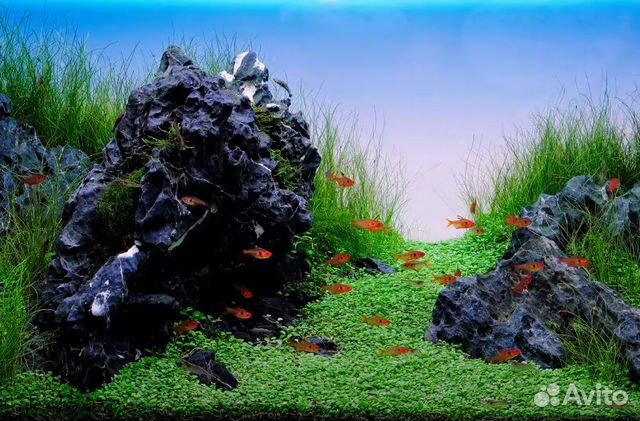 Аквариумные растения.Аквалеон