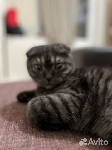 Шотландская