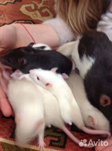 Крысы альбиносы и обычные