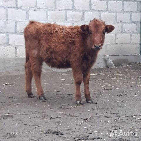 Телка 6 месяцев