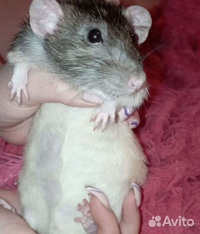 Отдам в добрые руки