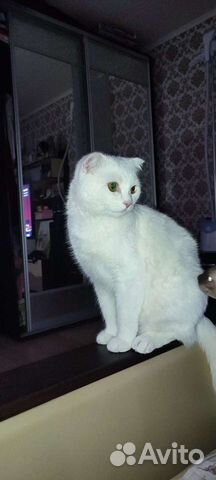 Шотландский вислоухий кот