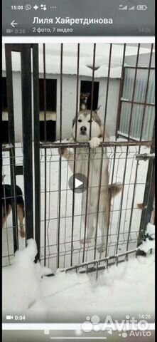 Мальчик хаски ищет дом
