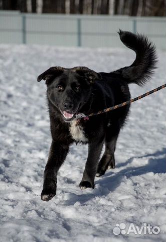 Чудо-пес из приюта ищет дом, в дар