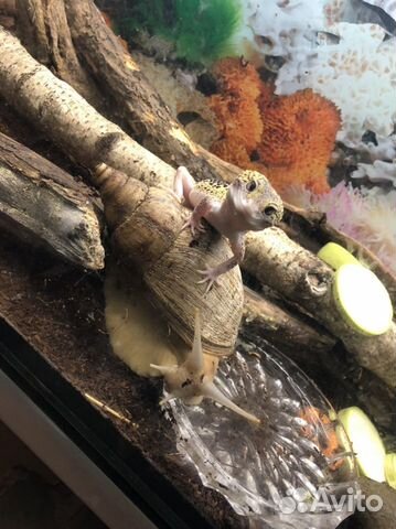 Геккон ящерица