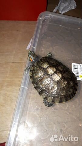 Продаю черепашку