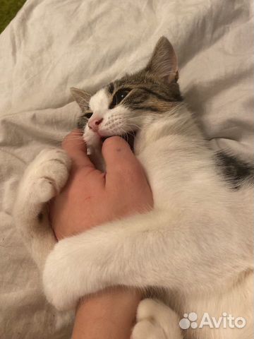 Отдам котенка хорошие руки