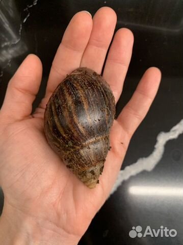 Улитка Ахатина 1 год