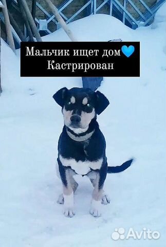 Щенок мальчик 5 месяцев кастрирован